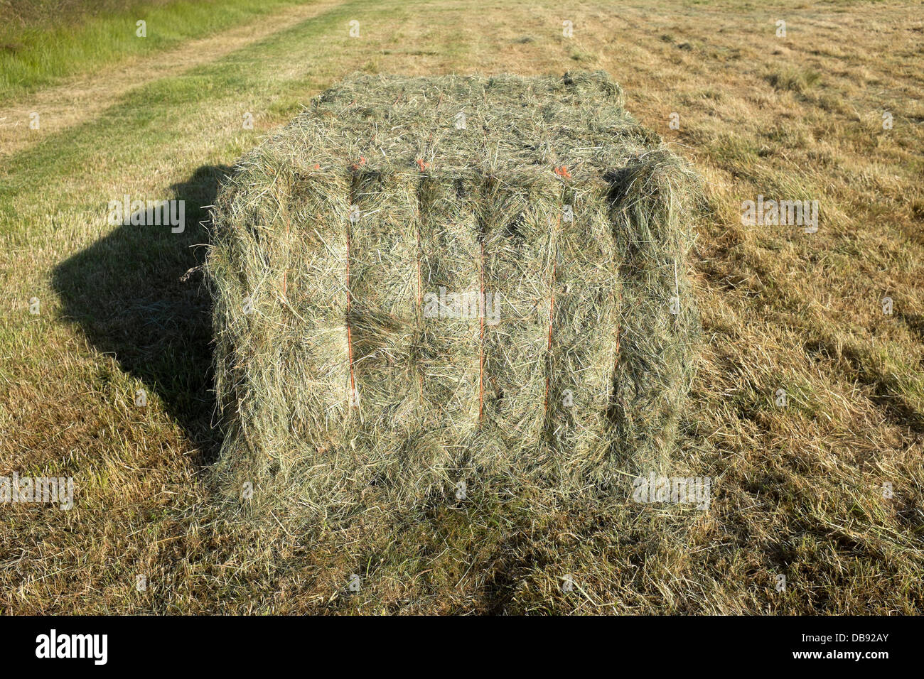 Straw grass hi-res stock photography and images - Alamy