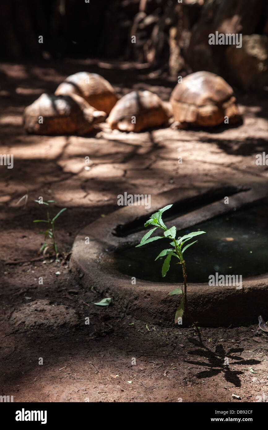 Golden shell tortoises hi-res stock photography and images - Alamy