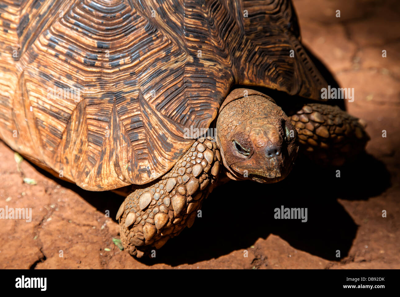 close shot for Golden shell turtle or tortoises in kenya Stock Photo ...
