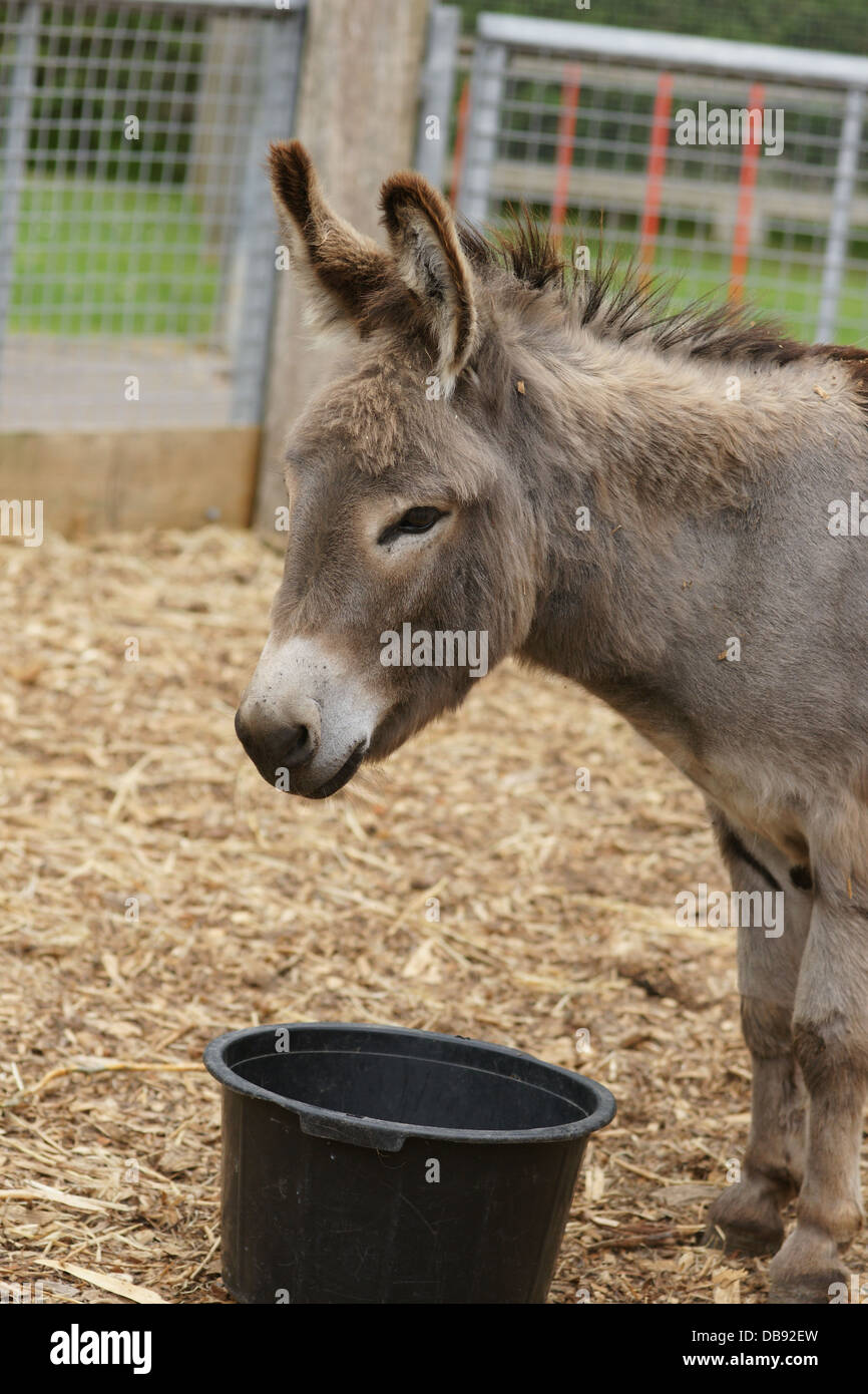 Donkey, head only Stock Photo - Alamy