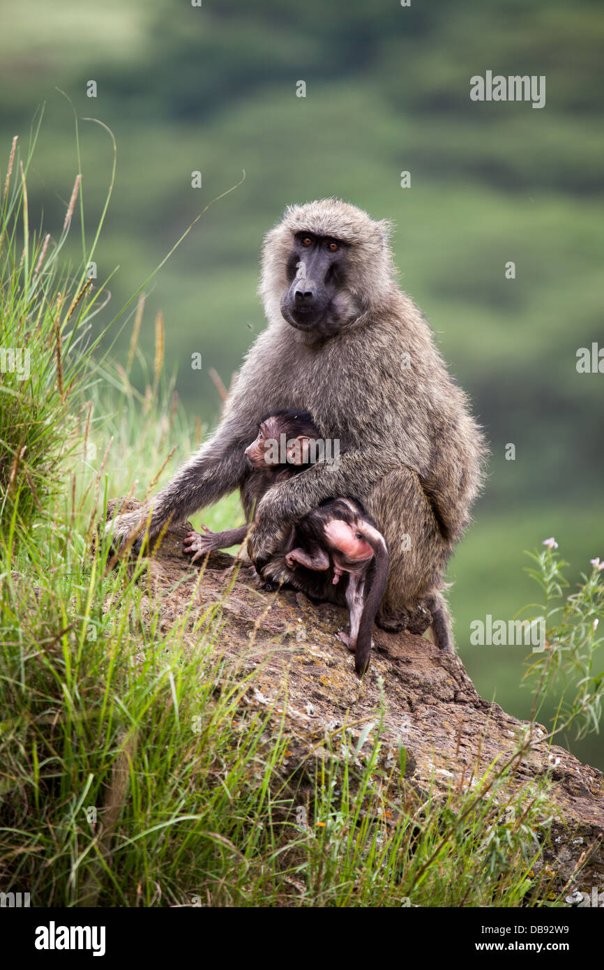 Mother Baboon holding her baby on a high rock with a bluer background ...