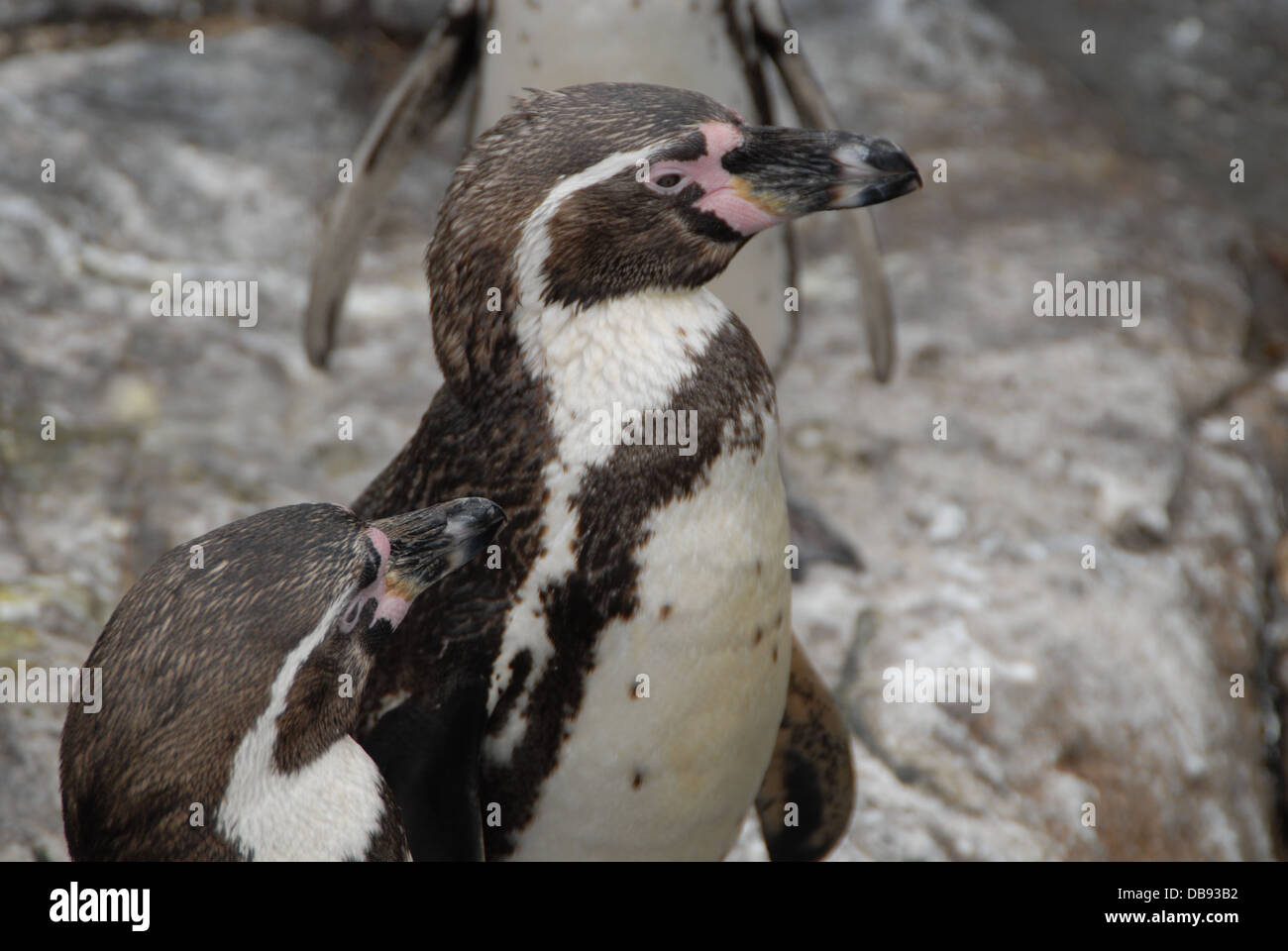 Penguin sea hi-res stock photography and images - Alamy