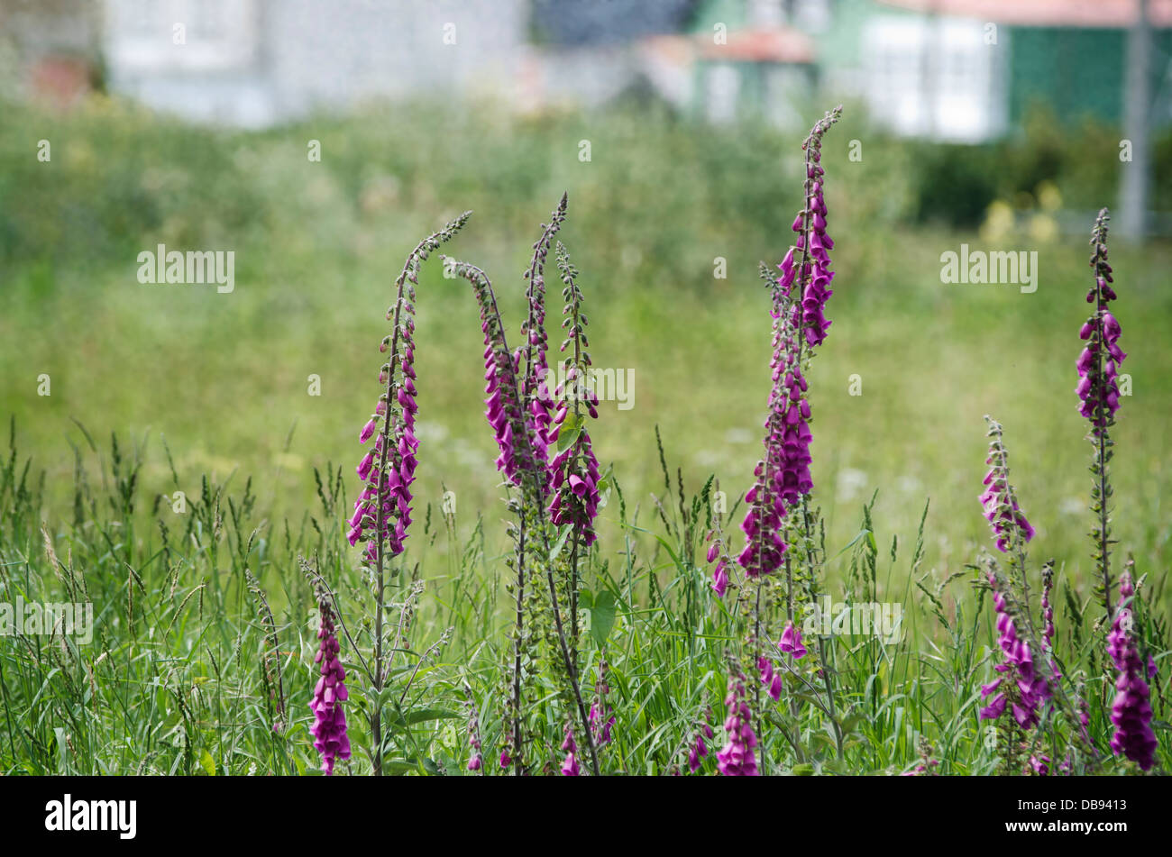 Plants for backgrounds hi-res stock photography and images - Alamy