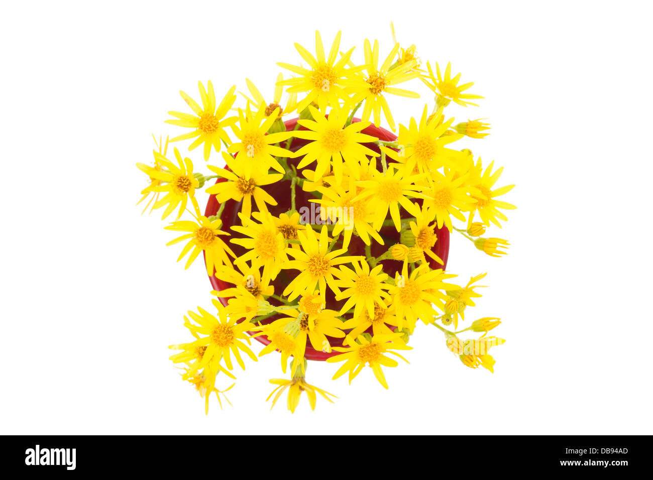Nature background wildflowers on Cut Out Stock Images & Pictures - Alamy
