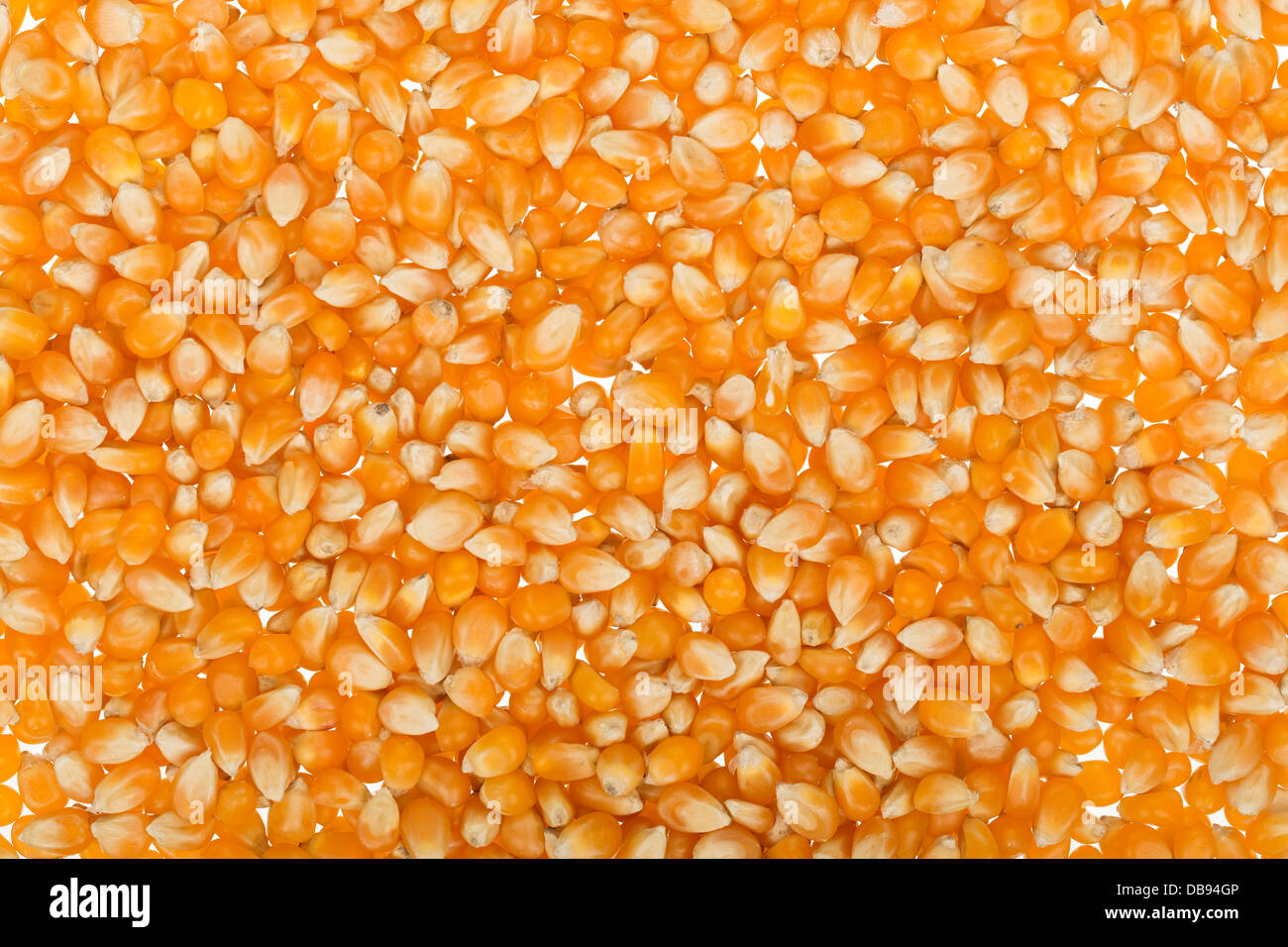 Yellow corn seed background. Close up of food grains Stock Photo - Alamy