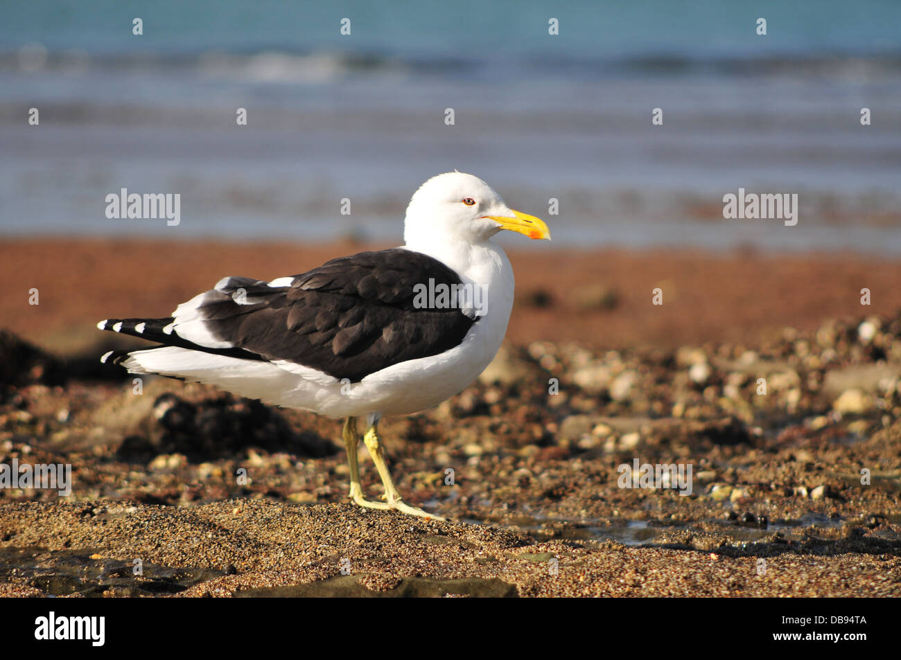 New Zealand black backed gull Larus Dominicanus (Karoro) on beach Stock ...