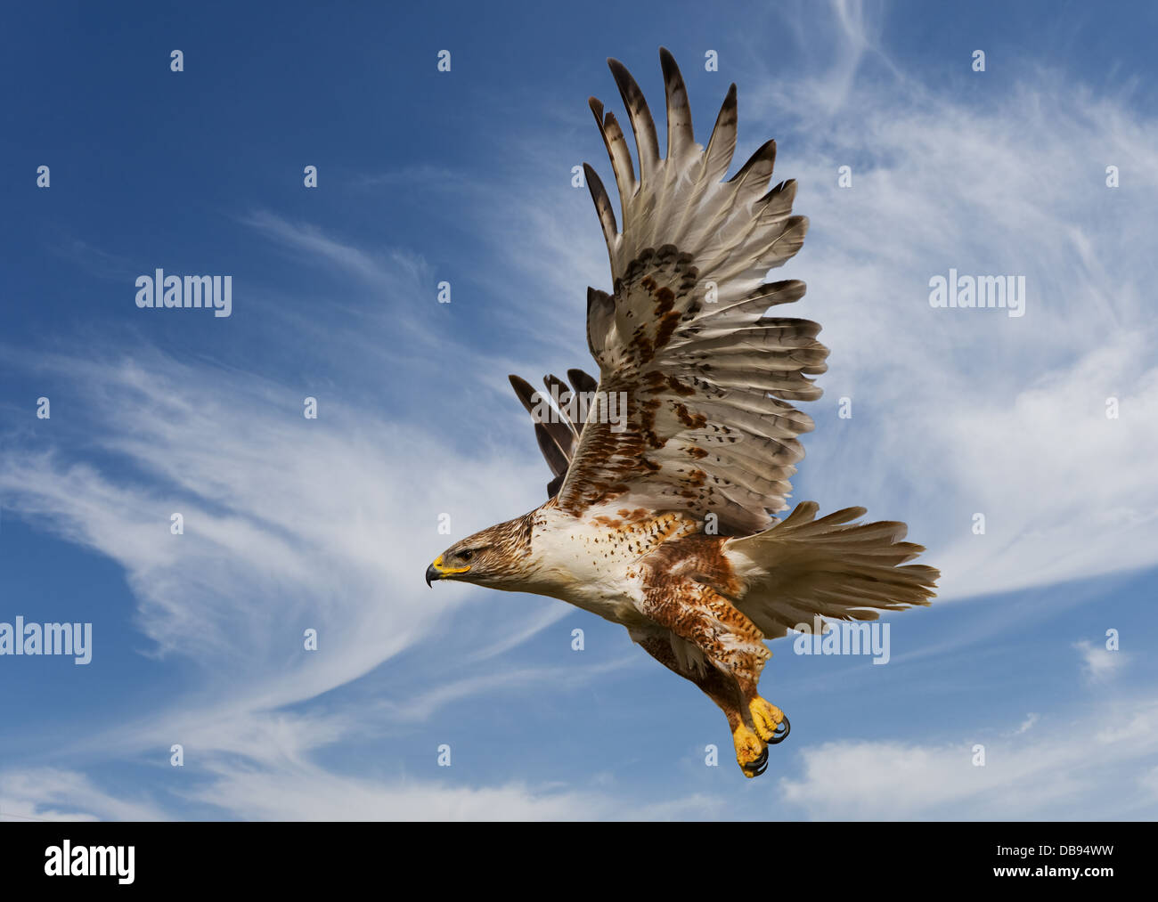 Large Ferruginous Hawk in flight with blue sky background Stock Photo ...