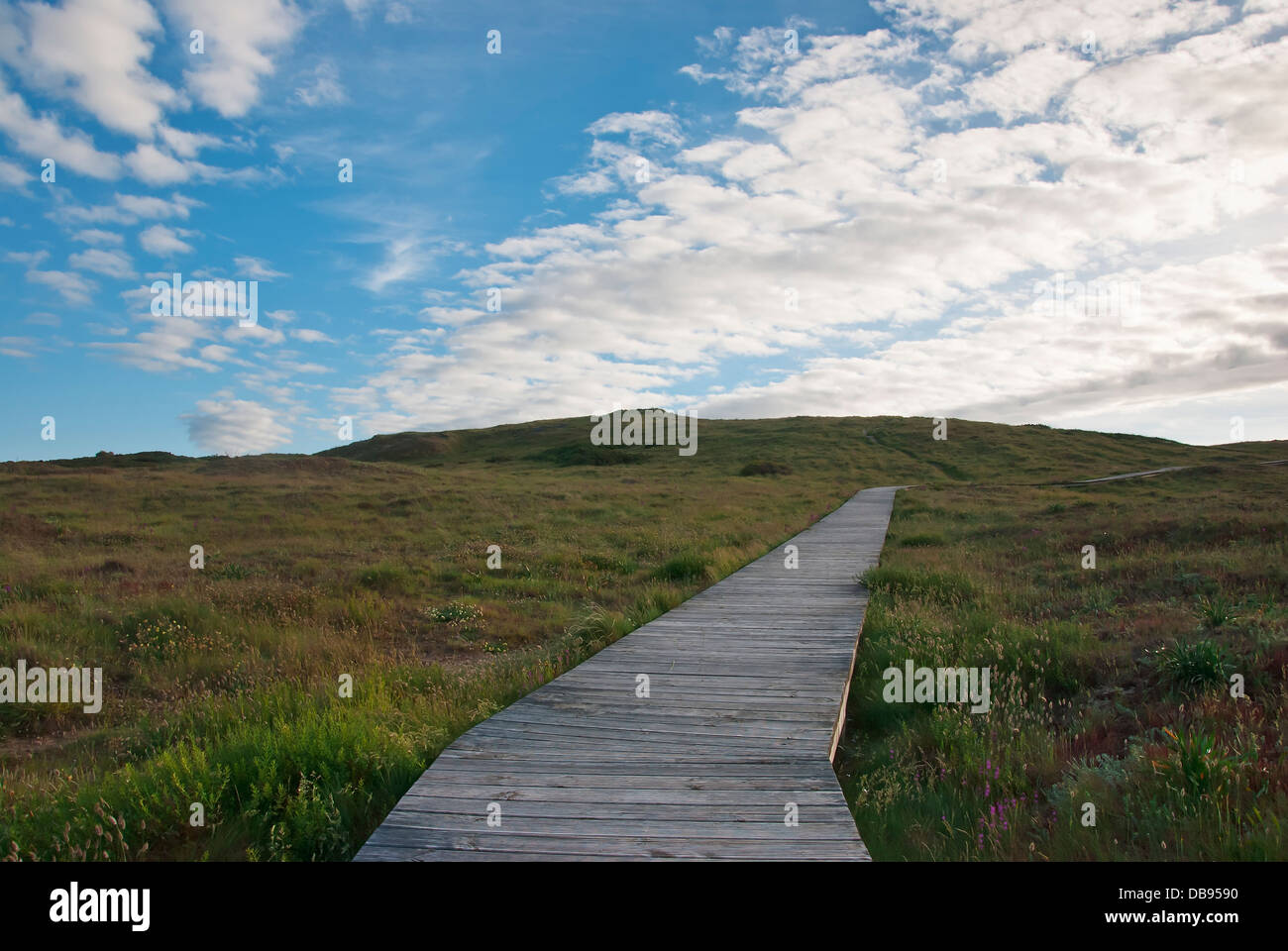 Wooden road in grass hi-res stock photography and images - Alamy