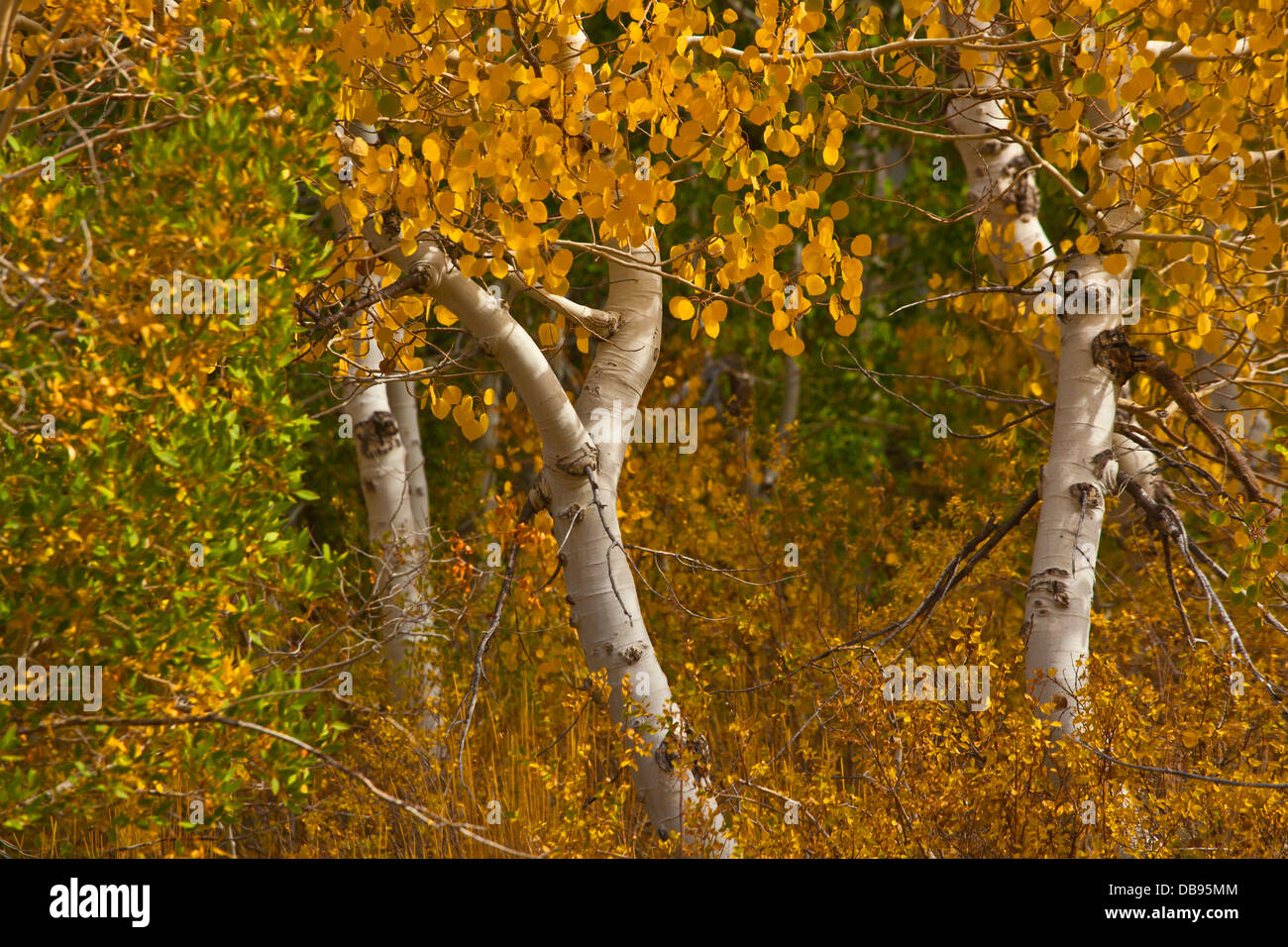 ASPEN TREES with autumn foiliage on the PARKER BENCH - EASTERN SIERRA ...