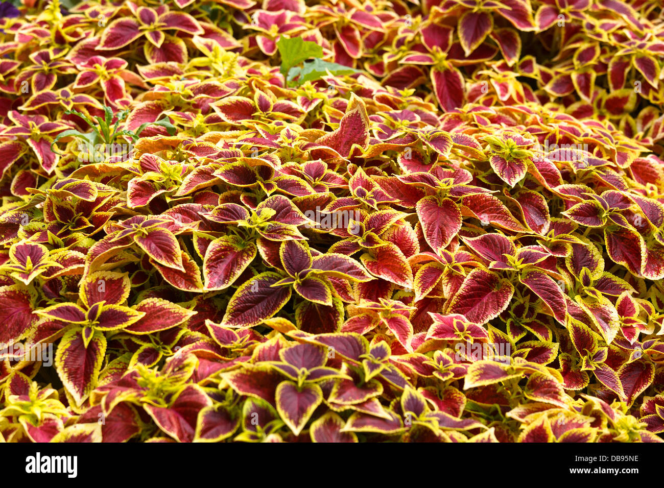Coleus Red Plant High Resolution Stock Photography and Images - Alamy