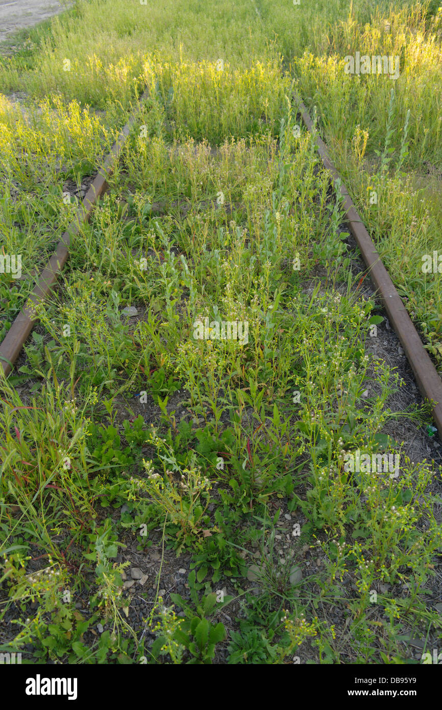 Disused railroad track hi-res stock photography and images - Alamy