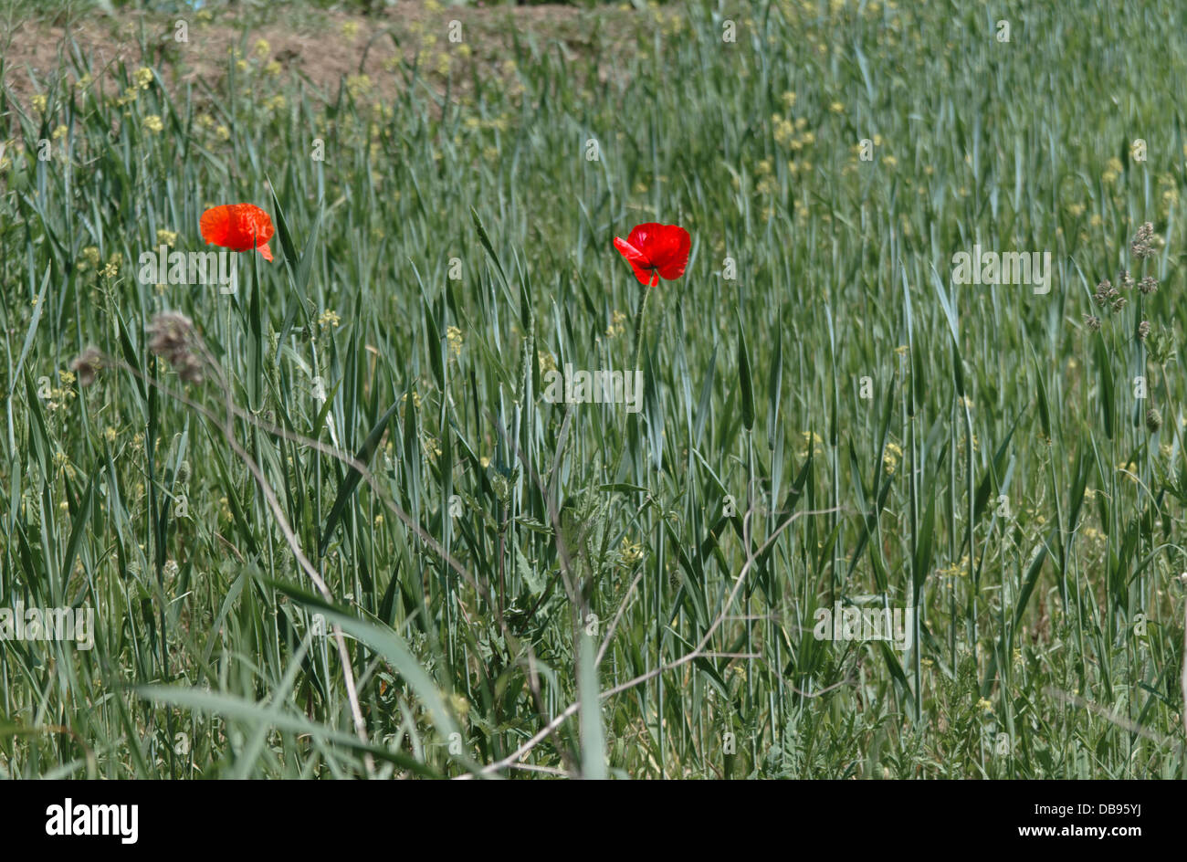 Rough poppy hi-res stock photography and images - Alamy