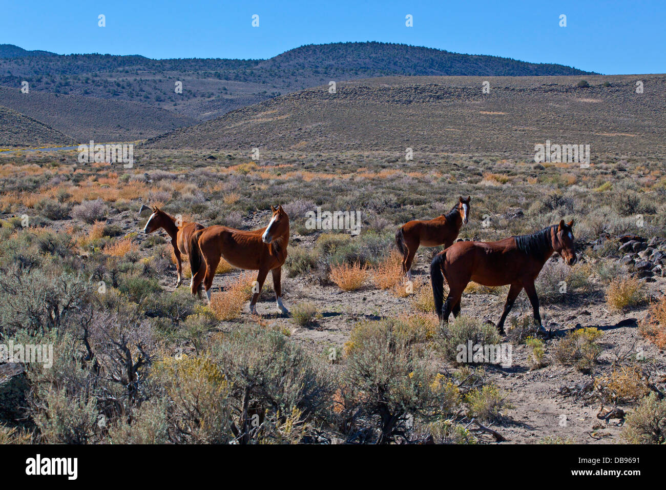 WILD HORSES in the NEVADA HIGH DESSERT Stock Photo - Alamy