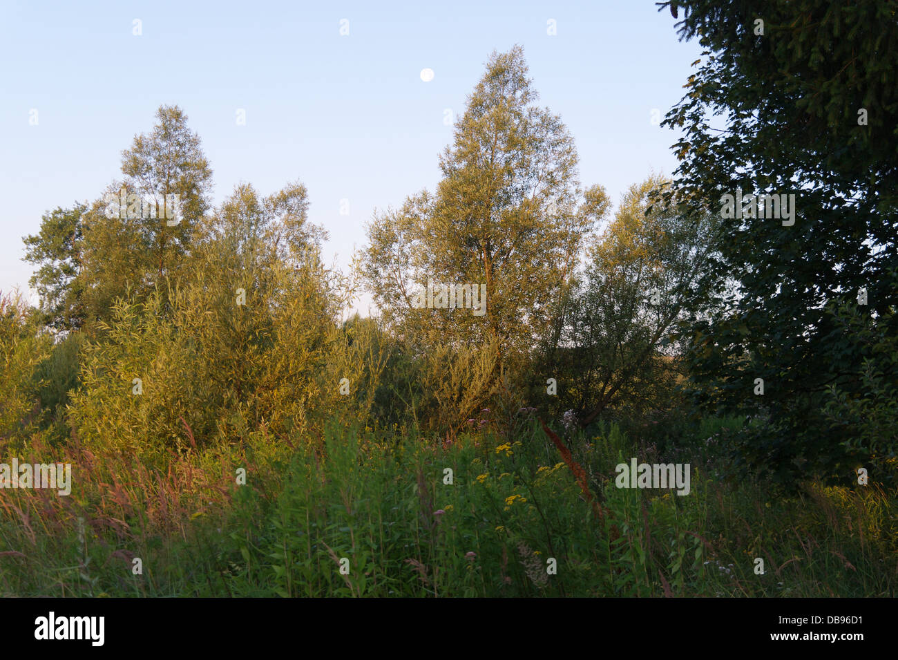 Bush sunrise hi-res stock photography and images - Alamy