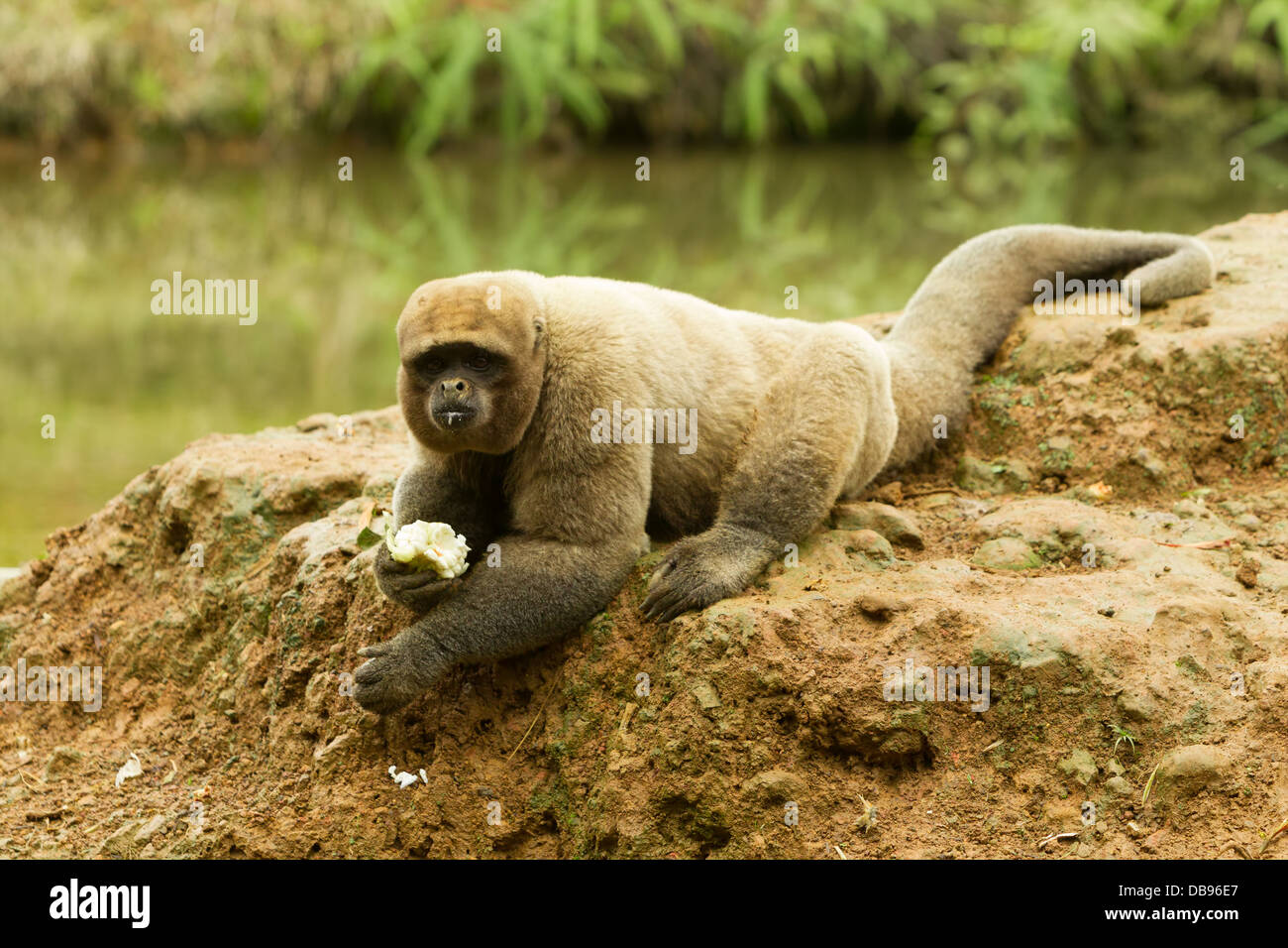 Male Woolly Monkey In The Wild Stock Photo - Alamy