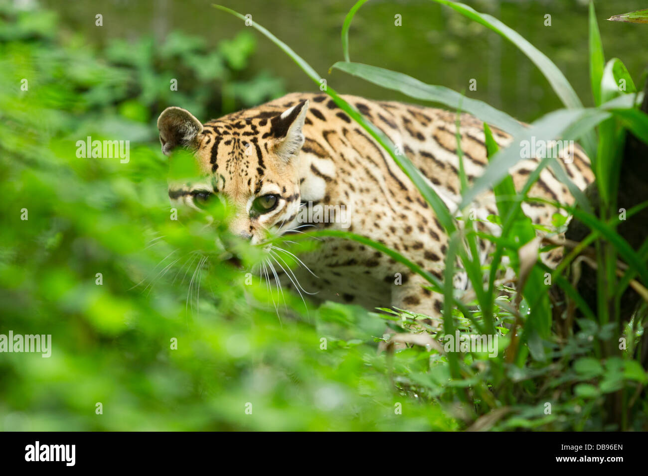 Ocelot Leopard Pardalis Stalking In The Dense Amazon Forest Stock Photo ...