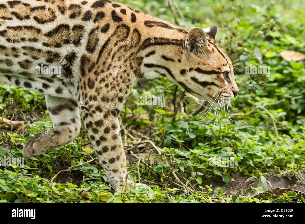 Ocelot amazon hi-res stock photography and images - Alamy