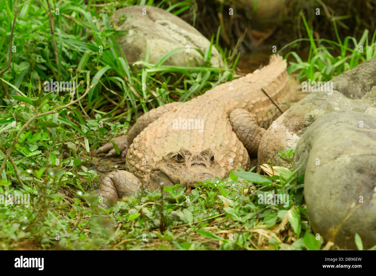 Black Caiman Out Of The Water South America Stock Photo - Alamy