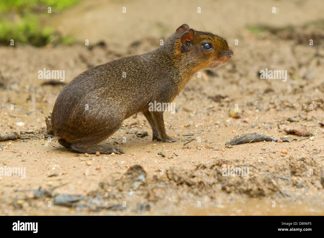 Center America Agouti Or Guatusa In South America Stock Photo - Alamy