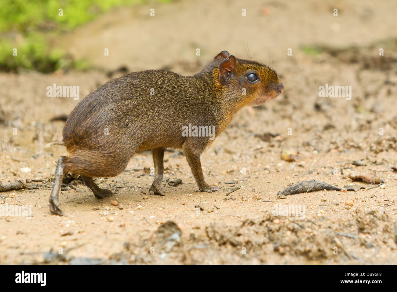 Guatusa hi-res stock photography and images - Alamy