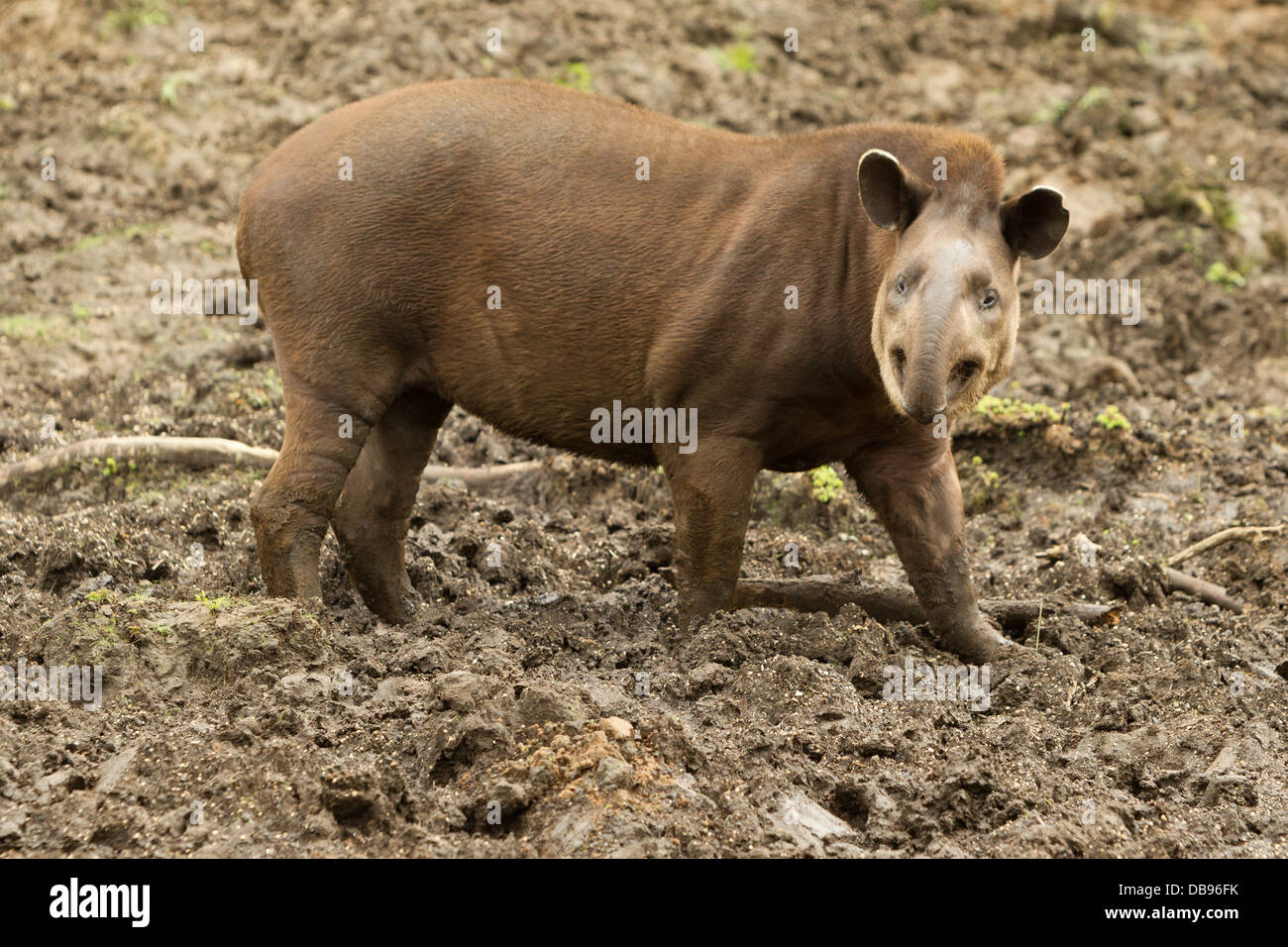 Close Up Of An Ecuadorian Brown Female Tapir Tapir Terrestris Stock ...