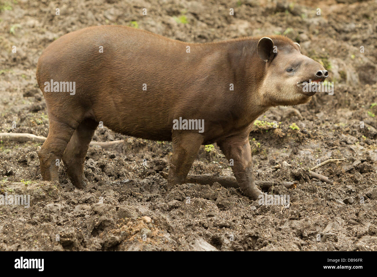 Close Up Of An Ecuadorian Brown Female Tapir Tapir Terrestris Stock ...