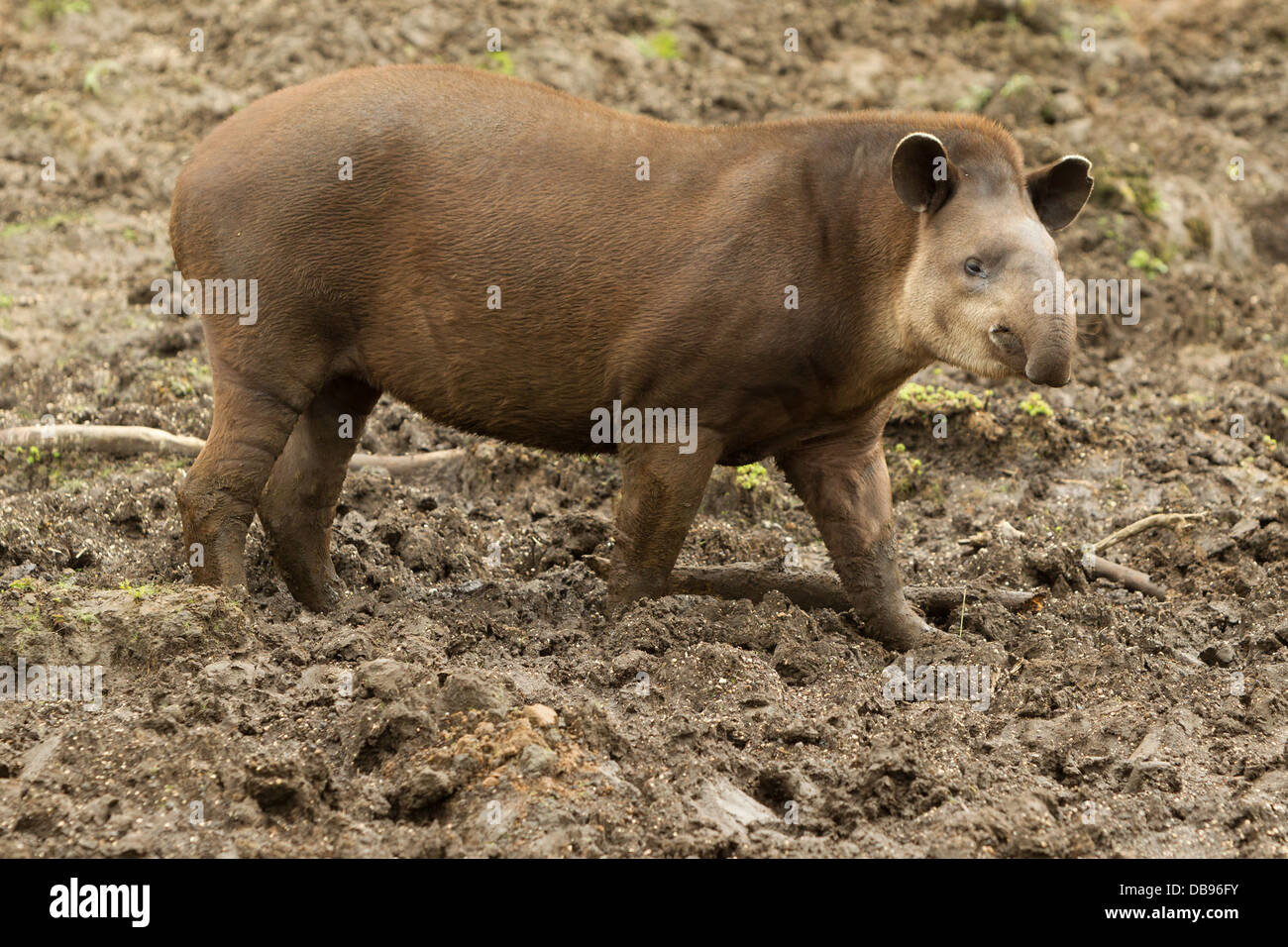 Close Up Of An Ecuadorian Brown Female Tapir Tapir Terrestris Stock ...