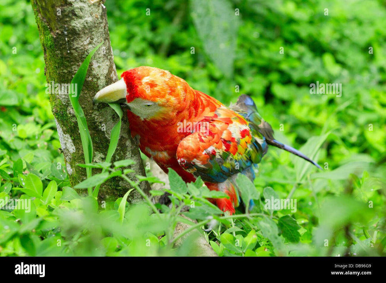 The Scarlet Macaw Is A Large Colorful Macaw It Is Native To Humid ...