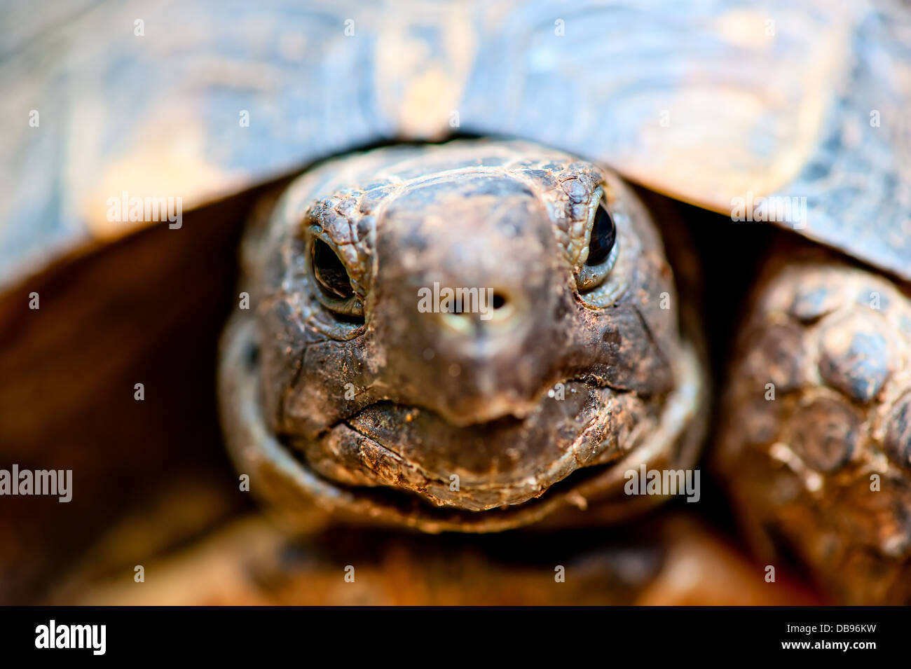 portrait of tortoise close up Stock Photo - Alamy