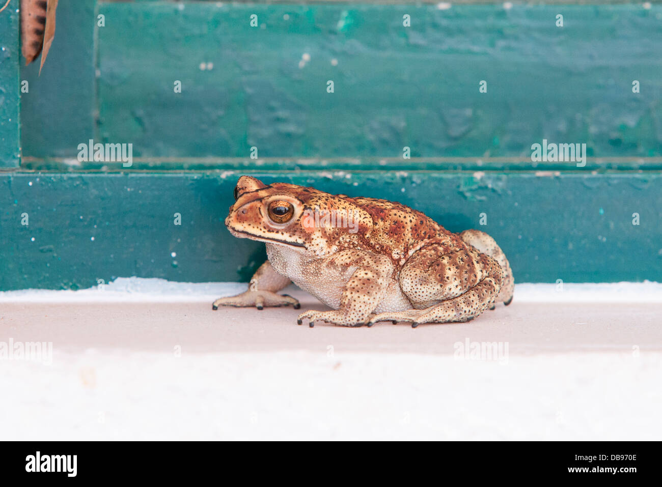 Common Toad sitting on a window ledge during monsoon at a bungalow in ...