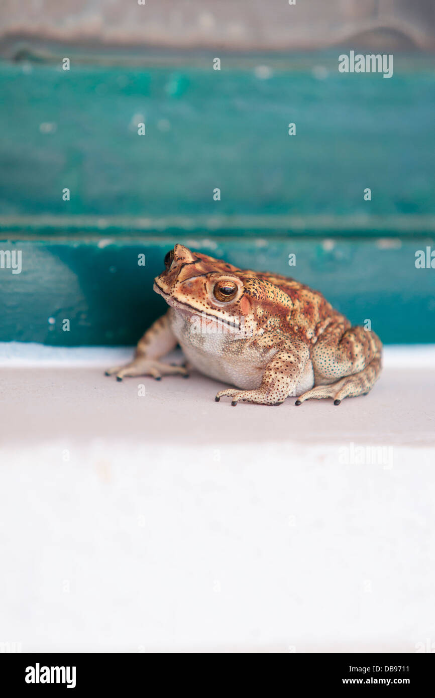 Common Toad sitting on a window ledge during monsoon at a bungalow in ...