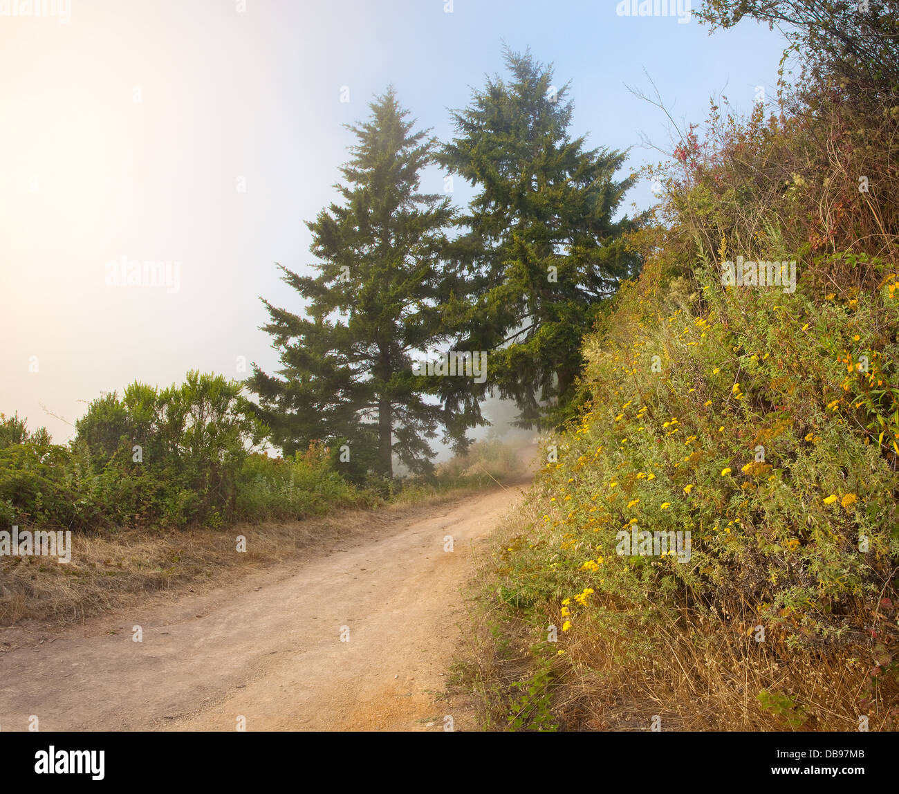 A remote country dirt road winds up a foggy mountain adorned with pine ...
