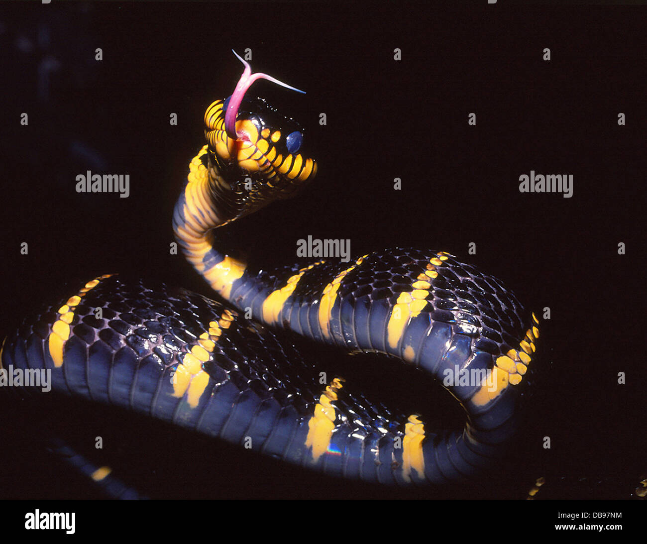 Boiga dendrophila Mangrove Cat Snake catsnake Borneo Brunei snake ...