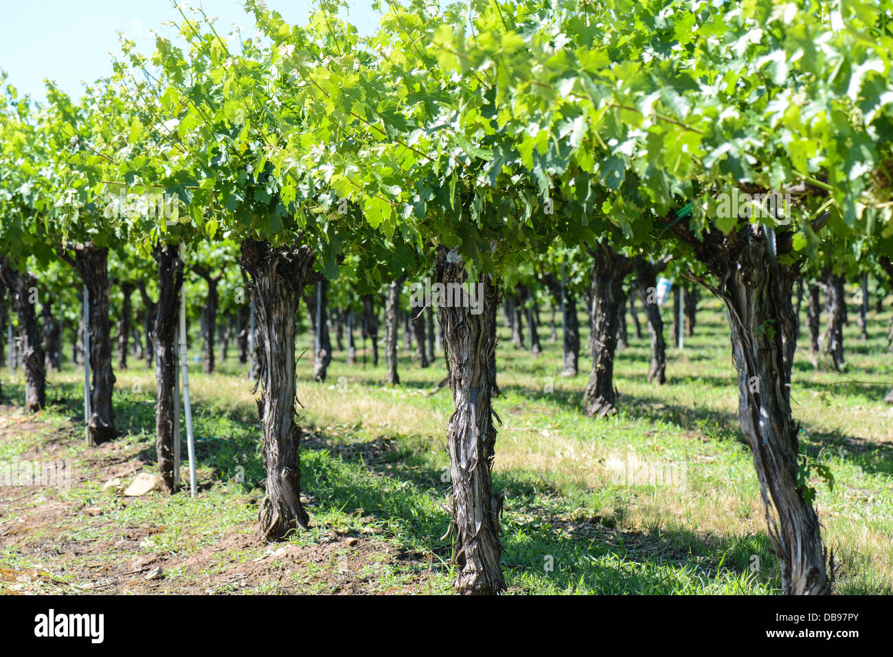 Grapevines in the Spring Stock Photo - Alamy
