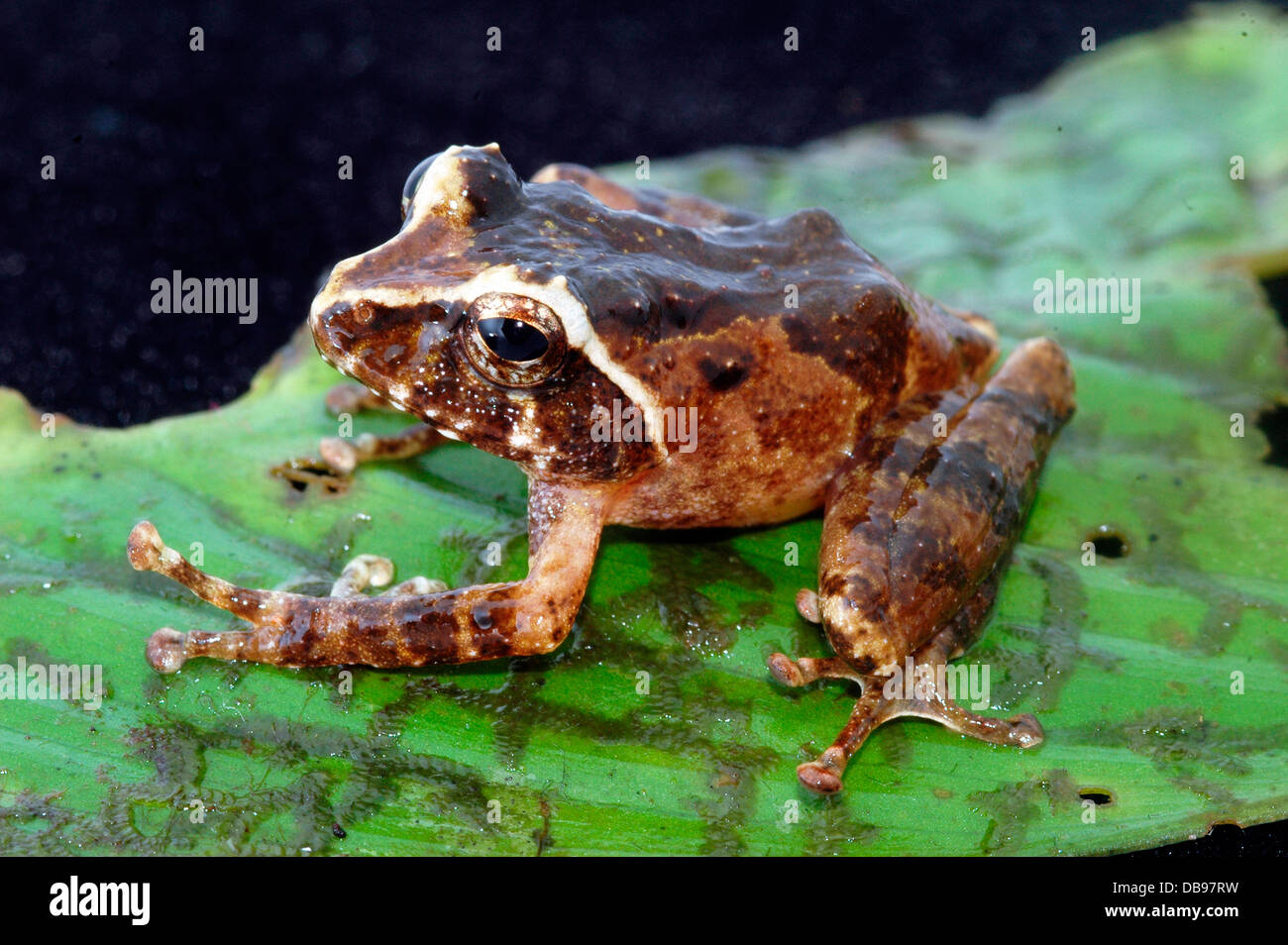 Philautus undescribed species Sarawak Malaysia endemic Penrissen ...