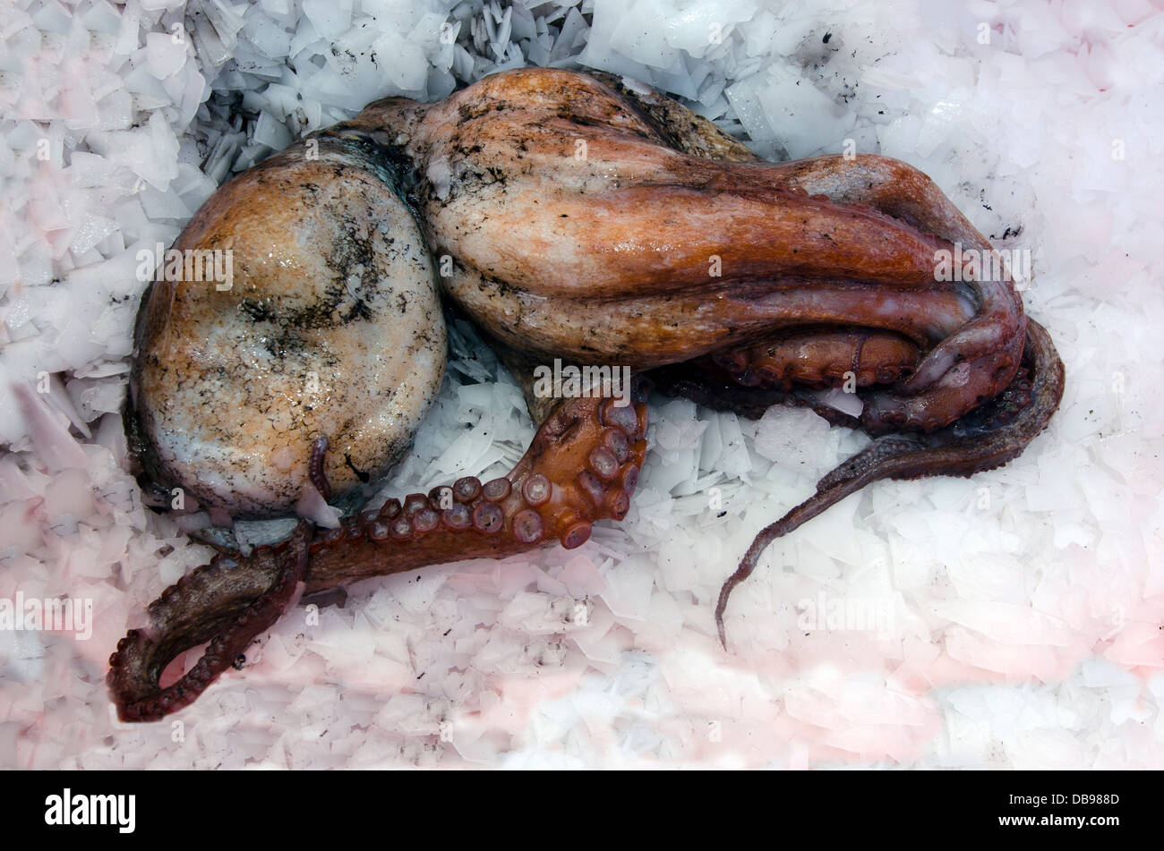 Octopus Vulgaris Ocean High Resolution Stock Photography and Images - Alamy