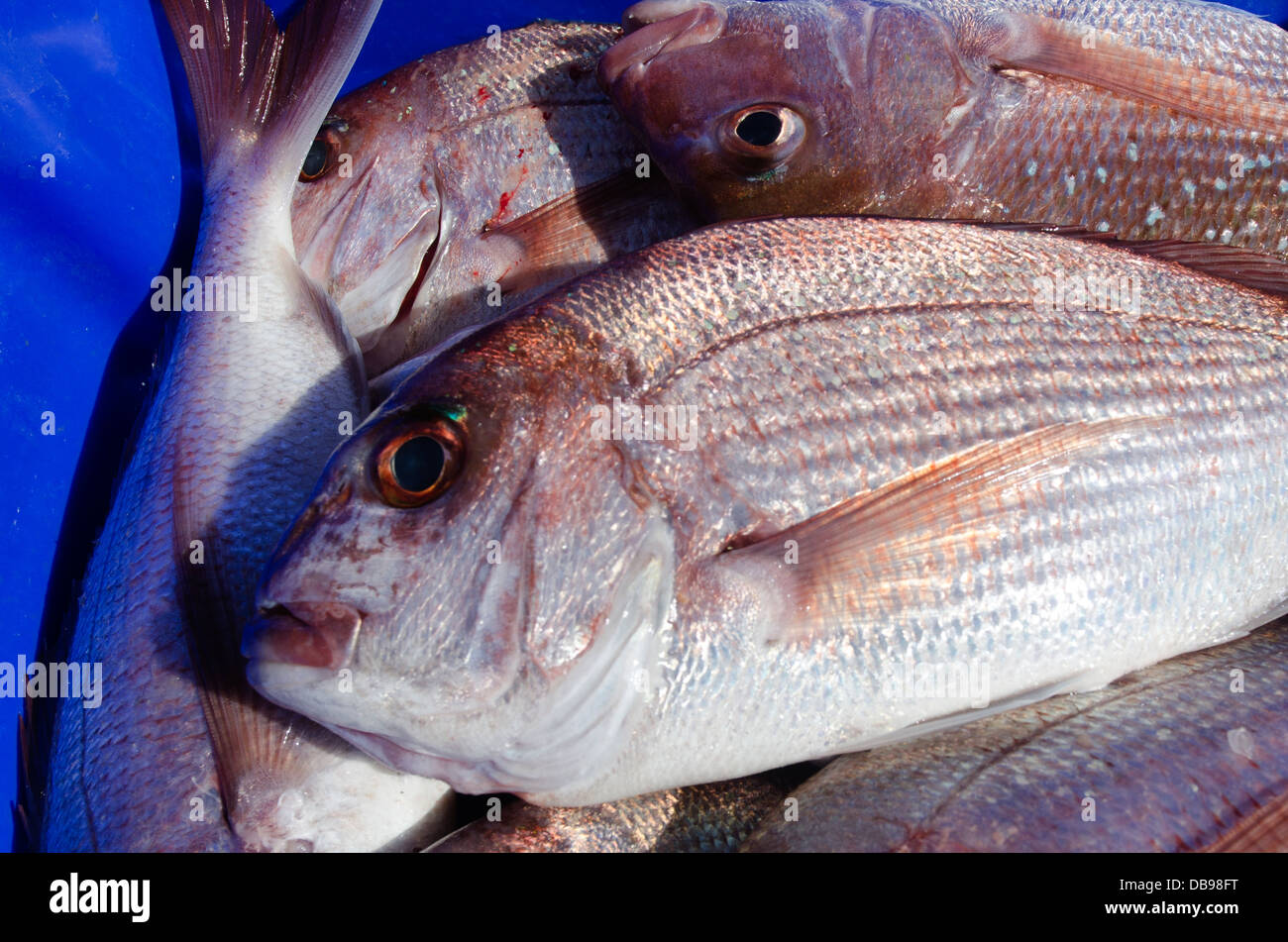 Mutton Snapper High Resolution Stock Photography and Images - Alamy
