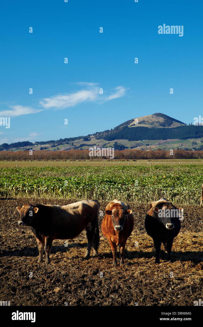 Cows and Saddle Hill, Taieri Plains, near Dunedin, South Island, New ...