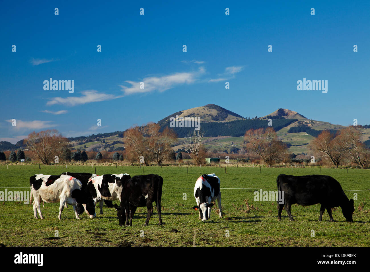 Dairy cows and Saddle Hill, Taieri Plains, near Dunedin, South Island ...