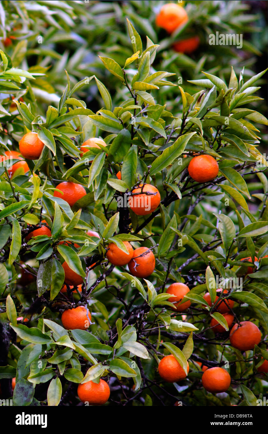 Satsuma Tree High Resolution Stock Photography and Images - Alamy