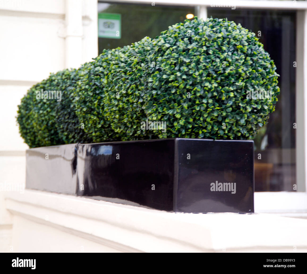 ordimental box hedge minature in black planter box on london stucco ...