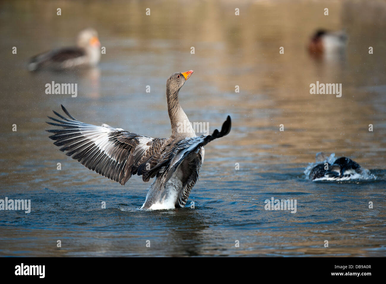 Greylag Goose Stretching its Wings Stock Photo - Alamy