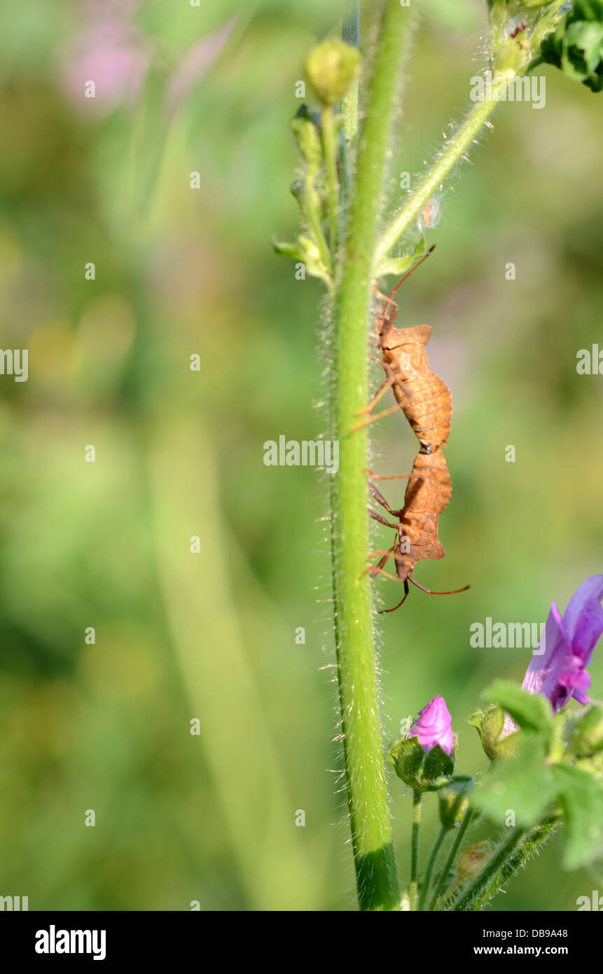 Bugs mating insect hi-res stock photography and images - Alamy