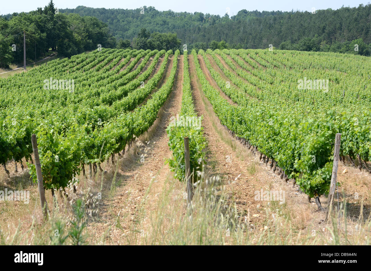 Field of grapevines hi-res stock photography and images - Alamy