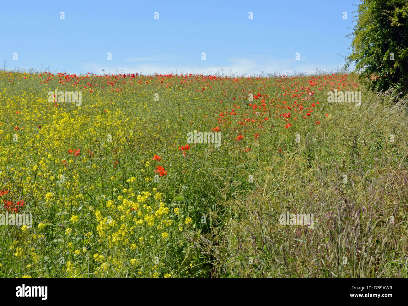 Field in summer, Oxfordshire, England Stock Photo - Alamy