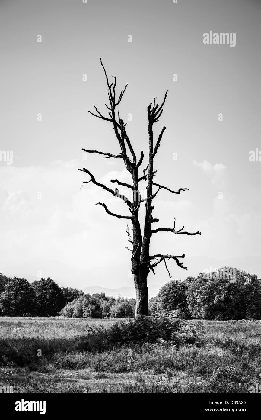 Tree struck by lightning Stock Photo - Alamy