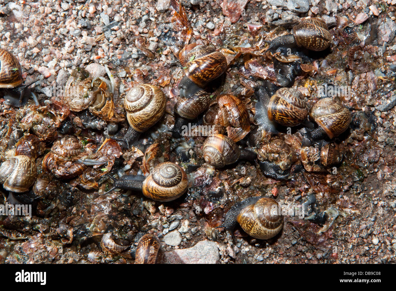 Copse snail (arianta arbustorum Stock Photo - Alamy