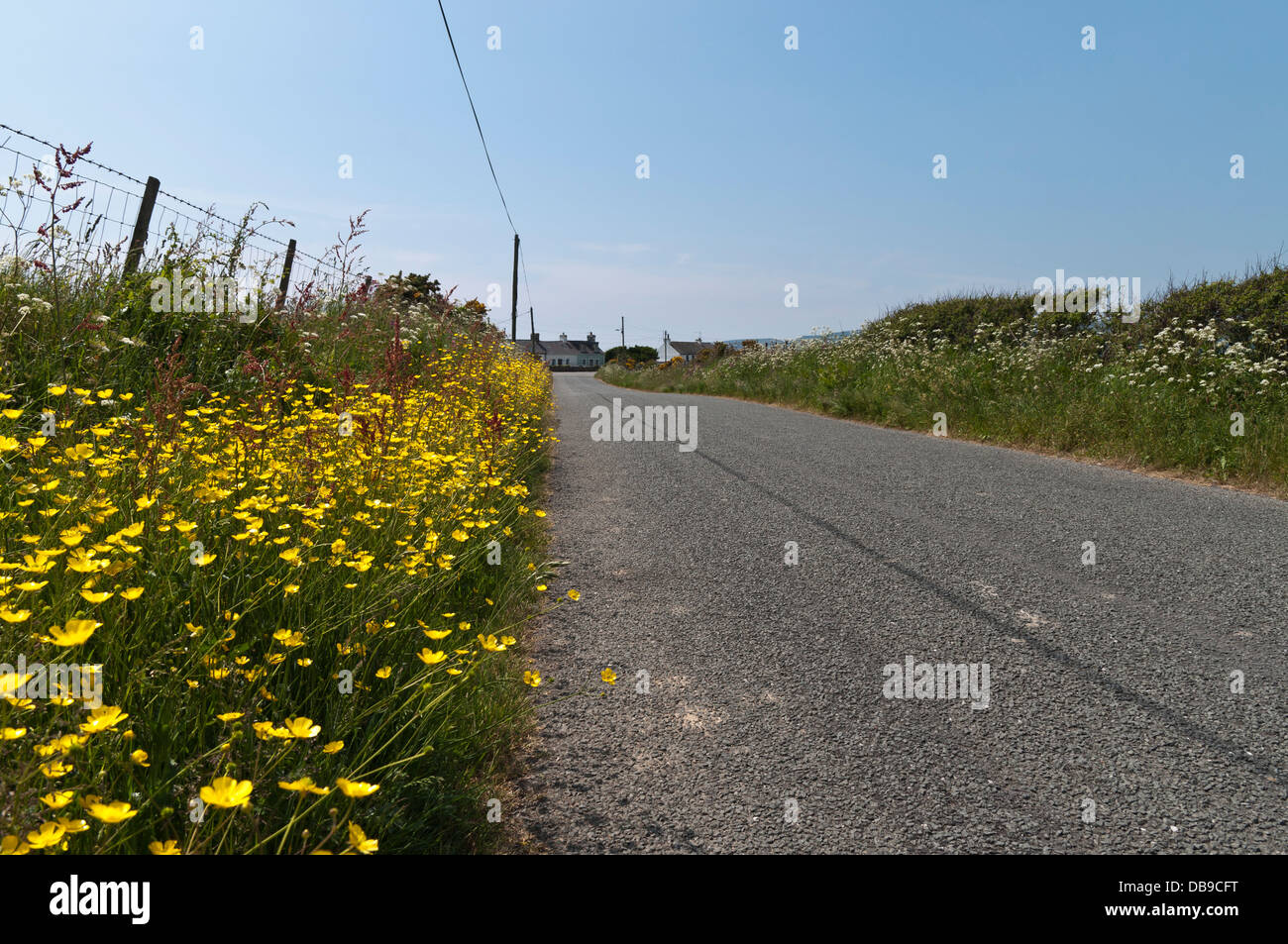 Roadside flowers on a country road near Llanengan on the Lleyn ...