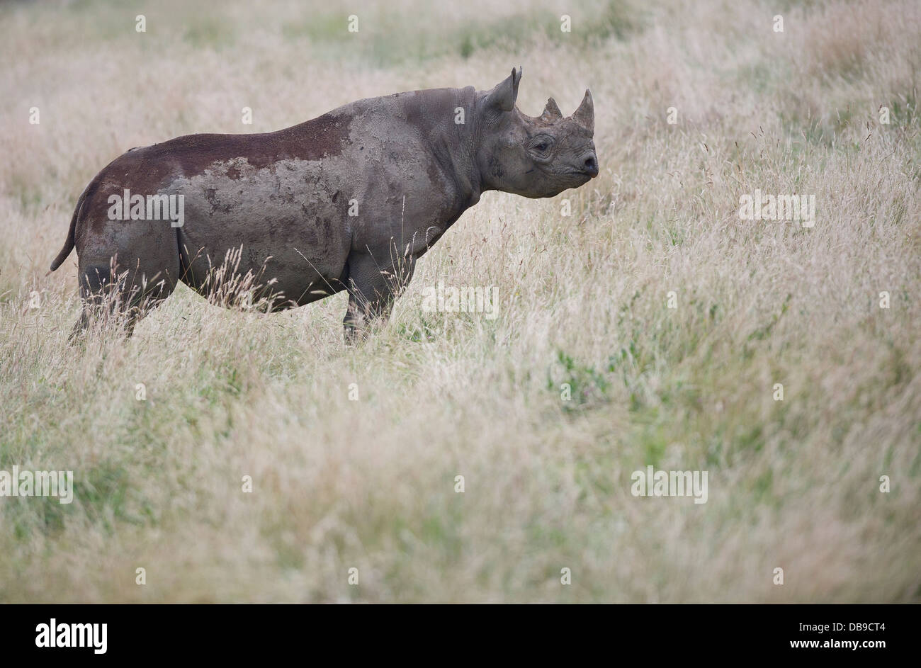 An Eastern Black Rhinoceros (Diceros bicornis michaeli), also known as ...