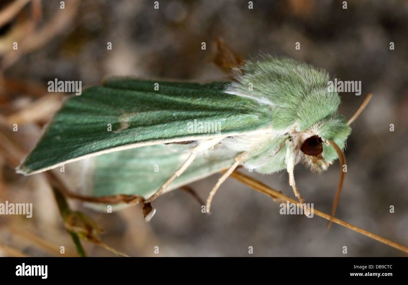 The rare Burren Green Moth (Calamia tridens) in various poses in fine ...